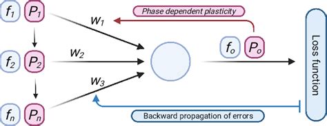 Figure 1 From A Brain Inspired Unsupervised Learning Algorithm For Sar