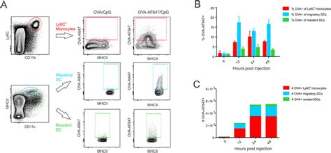Antigen Uptake By Monocytes Migratory Dcs And Resident Dcs In Lymph Download Scientific