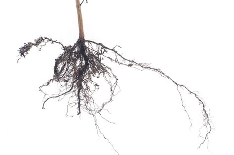 Free Stock Image Of Fibrous Root System On A Plant ScienceStockPhotos