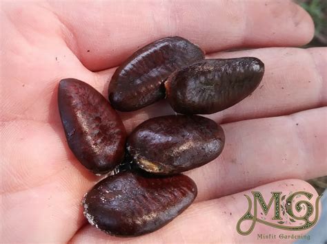 How To Grow Pawpaw Trees From Seed Misfit Gardening