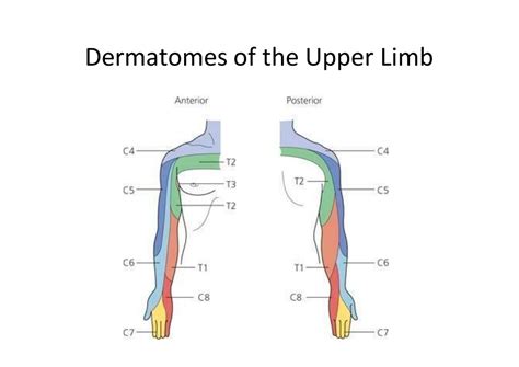 Ppt Comprehensive Guide To Brachial Plexus Anatomy Injuries And Nerve