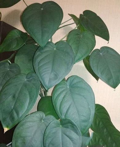 Сингониум MACROPHYLLUM DARK NIGHT (растение)