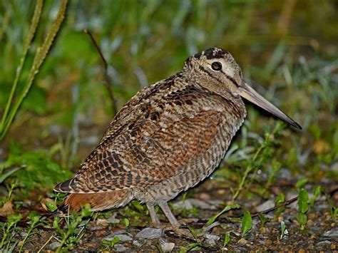 Вальдшнеп (Scolopax rusticola). Птицы Сибири.