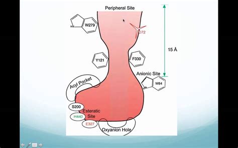 Acetylcholinesterase Youtube