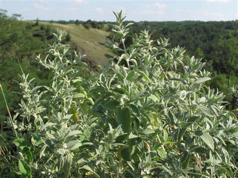 Val Znanje Portal Za Razvoj Svijesti Marulja Marrubium Vulgare L Marulja Biljka
