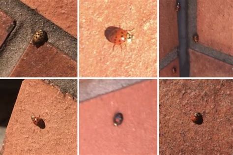 How To Get Rid Of STD Riddled Ladybirds As Thousands Prepare To