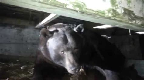 Big Ass Black Bear 2 Youtube