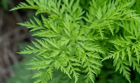 China Dried Herbal Medicine Rhizoma Chuanxiong Radix Ligustici