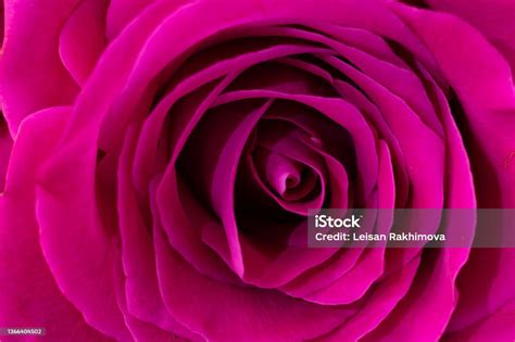 깨지기 쉬운 마젠타 색 매크로 장미 꽃 코어 향기로운 향기로운 신선한 꽃과 나선형 꽃잎 복사 공간 꽃 식물에 대한 스톡 사진 및 기타 이미지 Istock