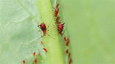 Red Aphids On Plants