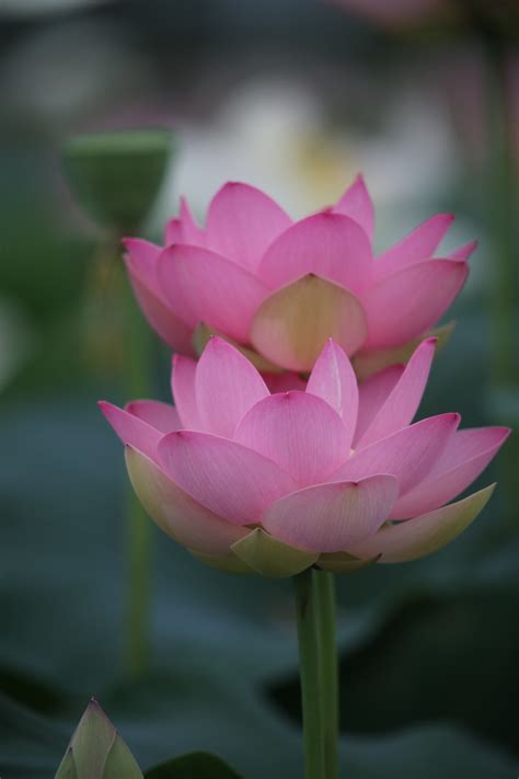 무료 이미지 로터스 식물학 꽃잎 육상 식물 수생 식물 담홍색 신성한 연꽃 자연 경관 꽃 피는 식물 연간 공장 초본 식물 닫다 수련 마젠타 프로