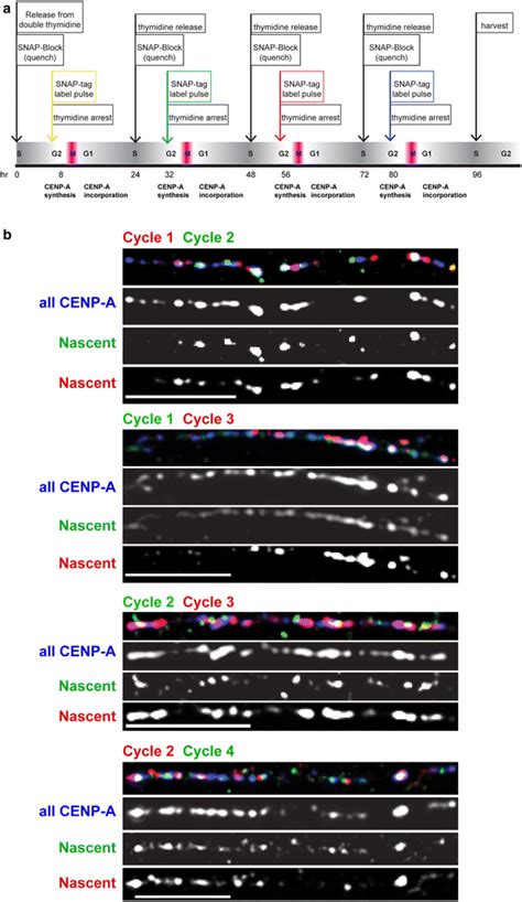 Visualization Of Spatial Positioning Of Nascent Cenp A On Chromatin Download Scientific Diagram