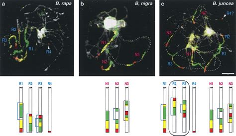 Chromosome Triplication Found Across The Tribe Brassiceae