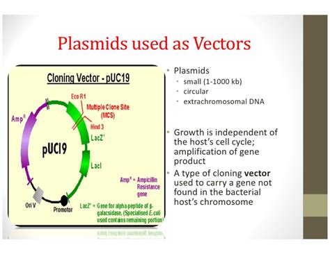 Vector Genetics Definition At Collection Of Vector