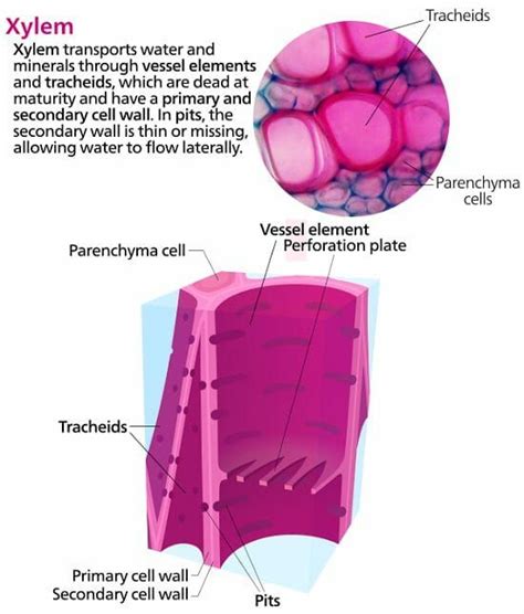 Xylem Definition Types And Function Biology Dictionary Tissue
