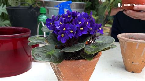 Flor Llamada Violeta