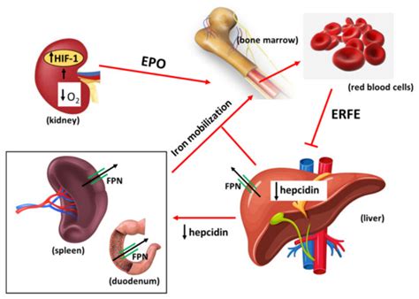 Ijms Special Issue New Advances In Iron Metabolism Ferritin And