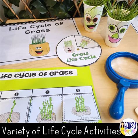 Growing Grass Heads Plant Life Cycle Plant Parts Needs And Science