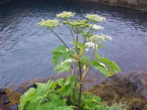 Cow Parsnip Nova Scotia Wilds