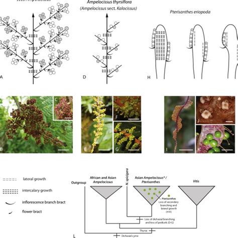 Main Modes Of Branching In Plants A Monopodial Branching In Which Download Scientific