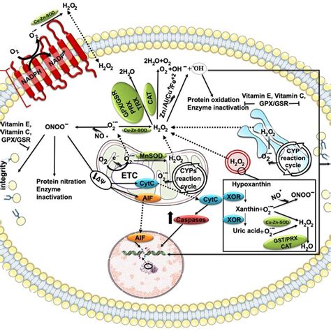 A Schematic Illustration Of Ros Generation Pathway And Cellular Download Scientific Diagram