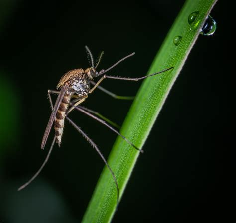 Mosquito Facts 101 Perennial Services
