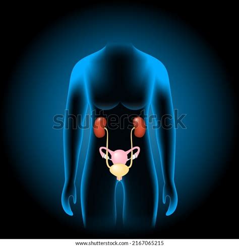 336 Genitourinary Stock Vectors Images And Vector Art Shutterstock
