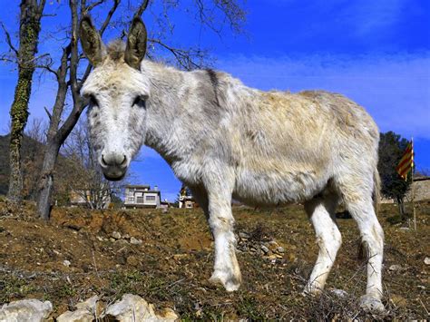 Ass Donkey Equine Free Image Download