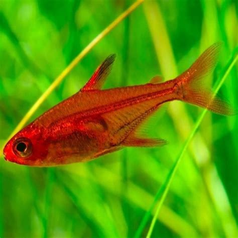 Ember Tetra Hyphessobrycon Amandae Care And Features