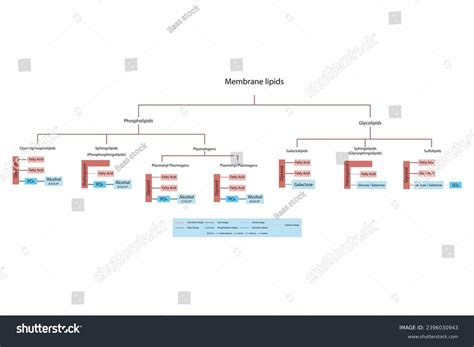 Diagram Showing Classification Lipids Storage Lipids Stock Vector