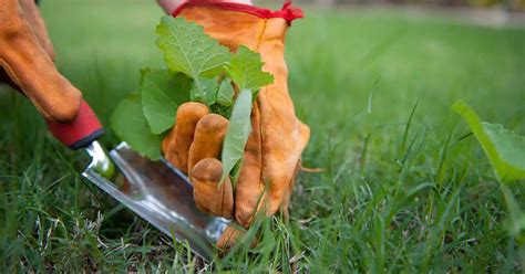 Reduce Unused Javascript In Wordpress Web Training Wheels