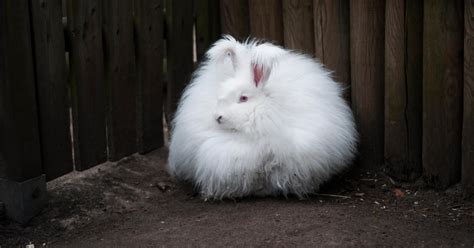 Angora Wearitkind Eine Vier Pfoten Kampagne Gegen Tierleid In Der Mode