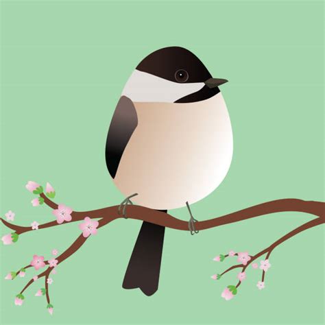 Cute Chickadee