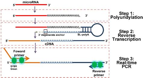 Schematic Description Of Assay Design Real Time Quantification Of Download Scientific Diagram