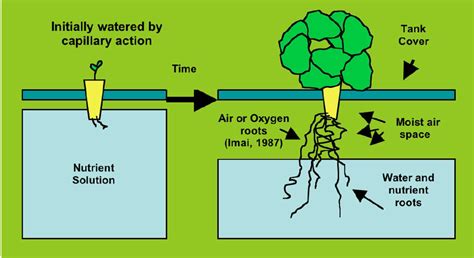 A Model Of A Suspended Pot Non Circulating Hydroponic System