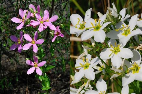 Sabatia Angularis Page