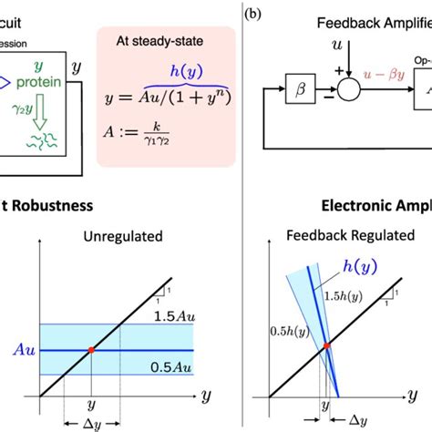 Autoregulatory Gene Circuit And The Feedback Amplifier In Spite Of Download Scientific Diagram