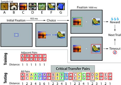 The Transitive Inference Procedure As Implemented For Rhesus Macaques Download Scientific