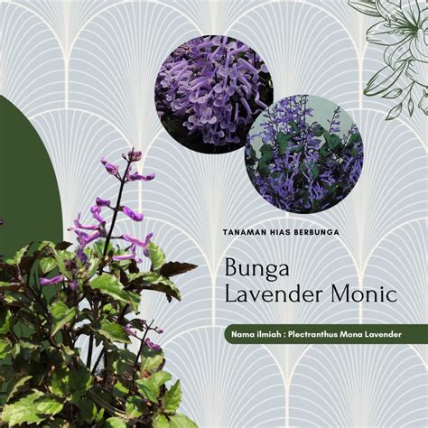 Jual Tanaman Hias Bunga Mona Lavender Monic Purple Shopee Indonesia