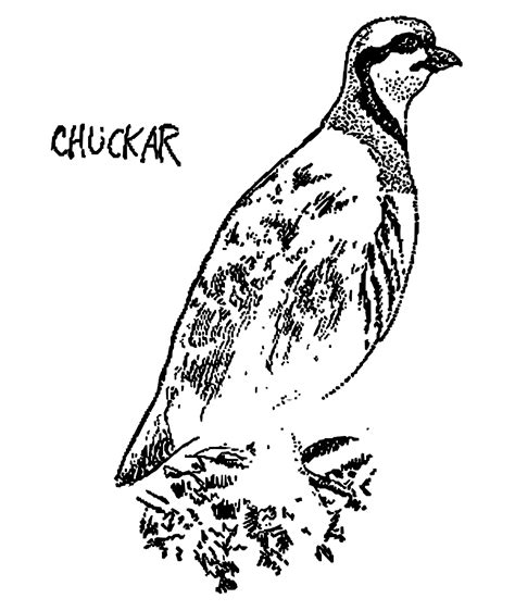 Download Bird Doodle Svg Freepngimg