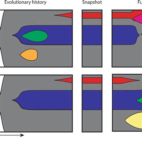 Spatial And Temporal Heterogeneity In Tumor Evolution A Single Tumor Download Scientific