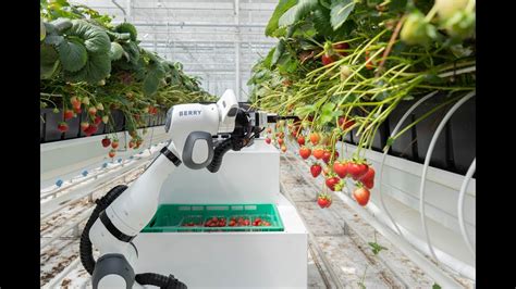 strawberry harvesting robot introducing berry youtube