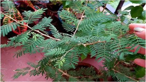 Shami Plant Health Benefits बैड कोलेस्ट्रॉल से लेकर दस्त से भी राहत दिलाता है शमी का पौधा