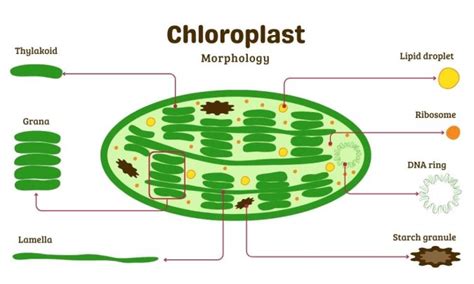 Plant Cell Chloroplast Structure