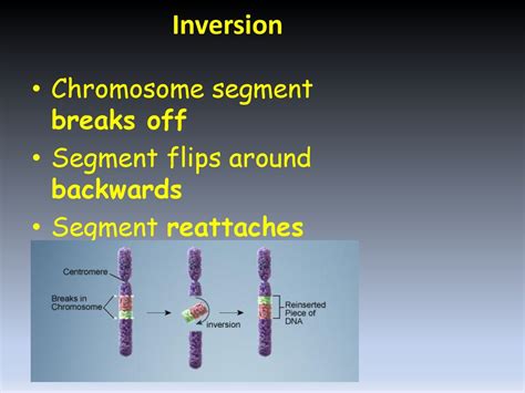 mutations ppt download