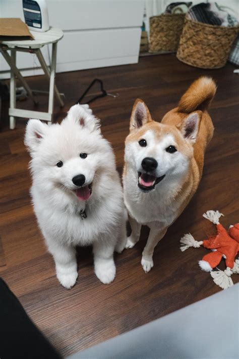Shes Going To Be Bigger Than Her Sissy Soon 🥹 Rsamoyeds