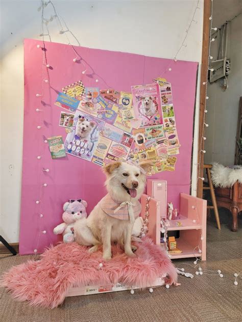 반려생활 [애견동반 사진관] 귀여운 컨셉 사진 찍어요 동반 스튜디오 사진관 열두달