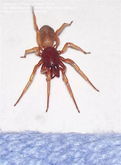 Insect And Spider Identification Closed Help Id This Red And Brown