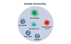 Immunity Definition Types And Vaccination GeeksforGeeks