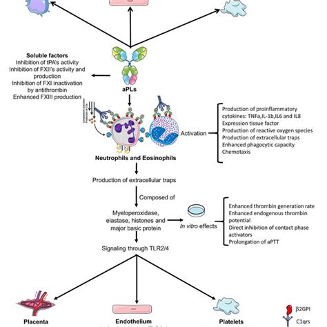 Physiopathology Of Aps Apls May Activate Different Cells In Download Scientific Diagram